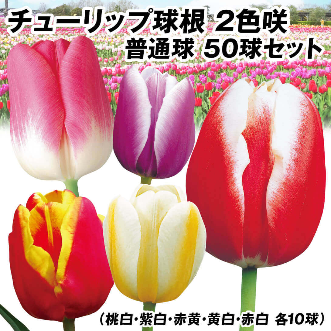 桃色チューリップ球根 よし 5球 桃色チューリップ球根 よし 5球