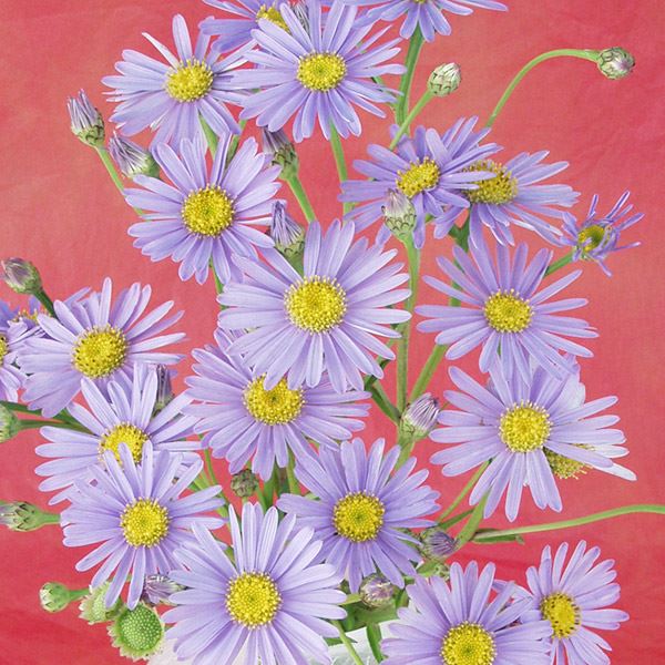 国華園オンラインショップ / ラン・山野草